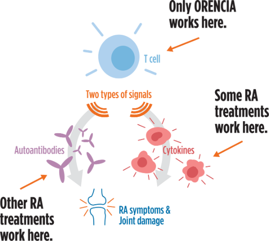 ORENCIA® Side Effects & Rheumatoid Arthritis (RA) Clinical Study ...